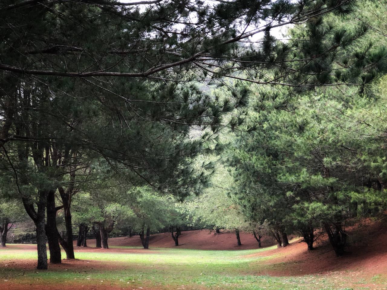 家是故鄉美 – T.H. Schee