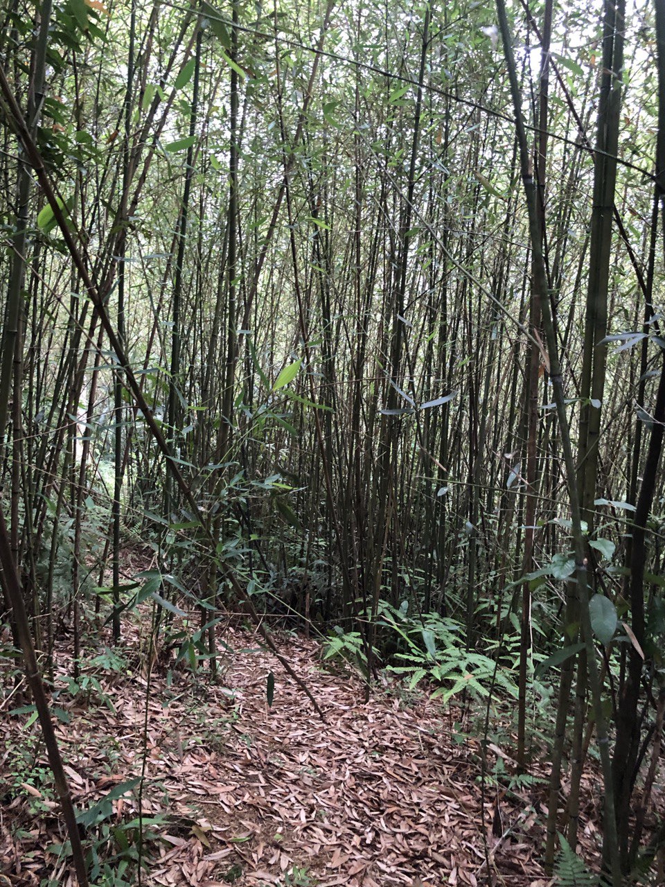 防疫三級運動日誌 – Day 8 – T.H. Schee