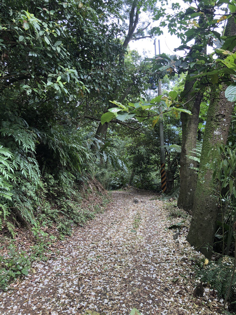 防疫三級運動日誌 – Day 8 – T.H. Schee