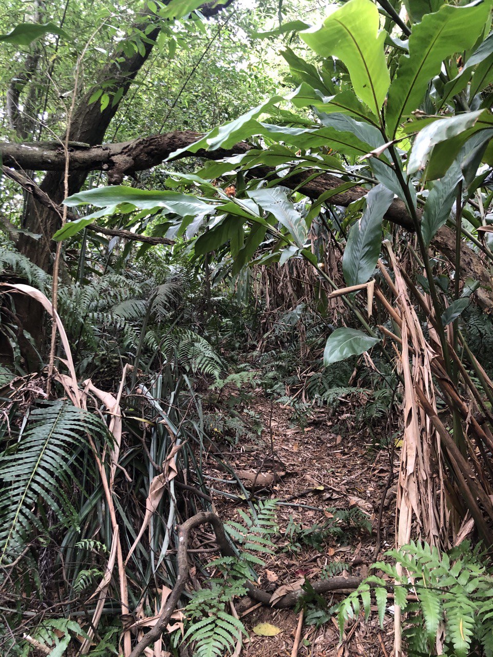 防疫三級運動日誌 – Day 8 – T.H. Schee