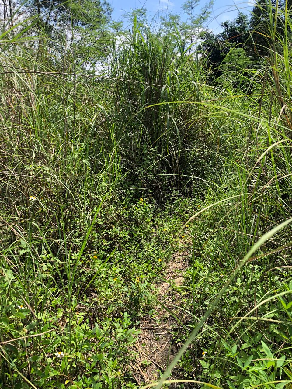 防疫三級運動日誌 – Day 20 – T.H. Schee